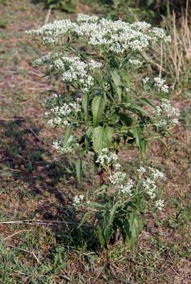 White Snakeroot // Mizzou WeedID